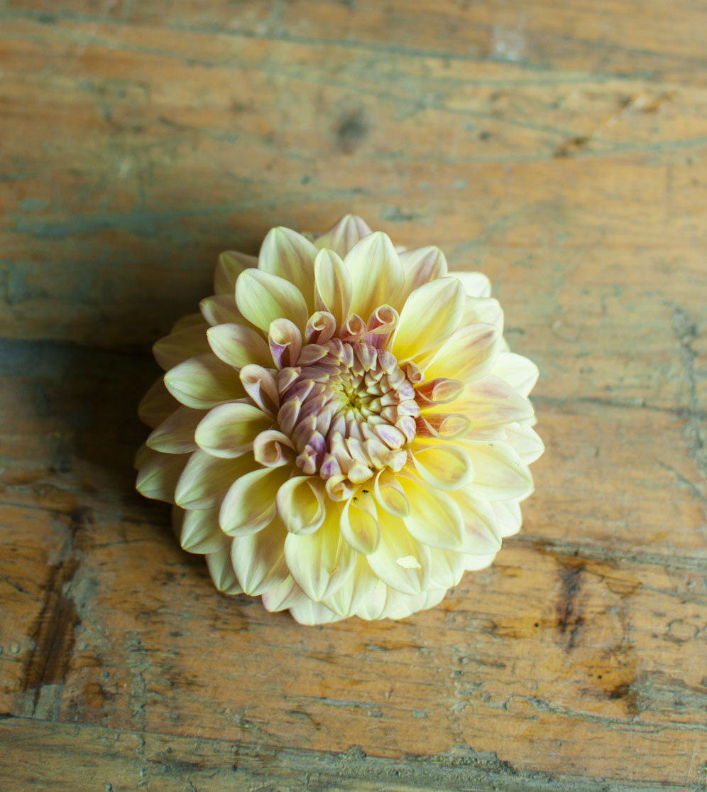 Miss Amara Sea Change Dahlia Shop Miss Amara Sea Change Dahlia Shop